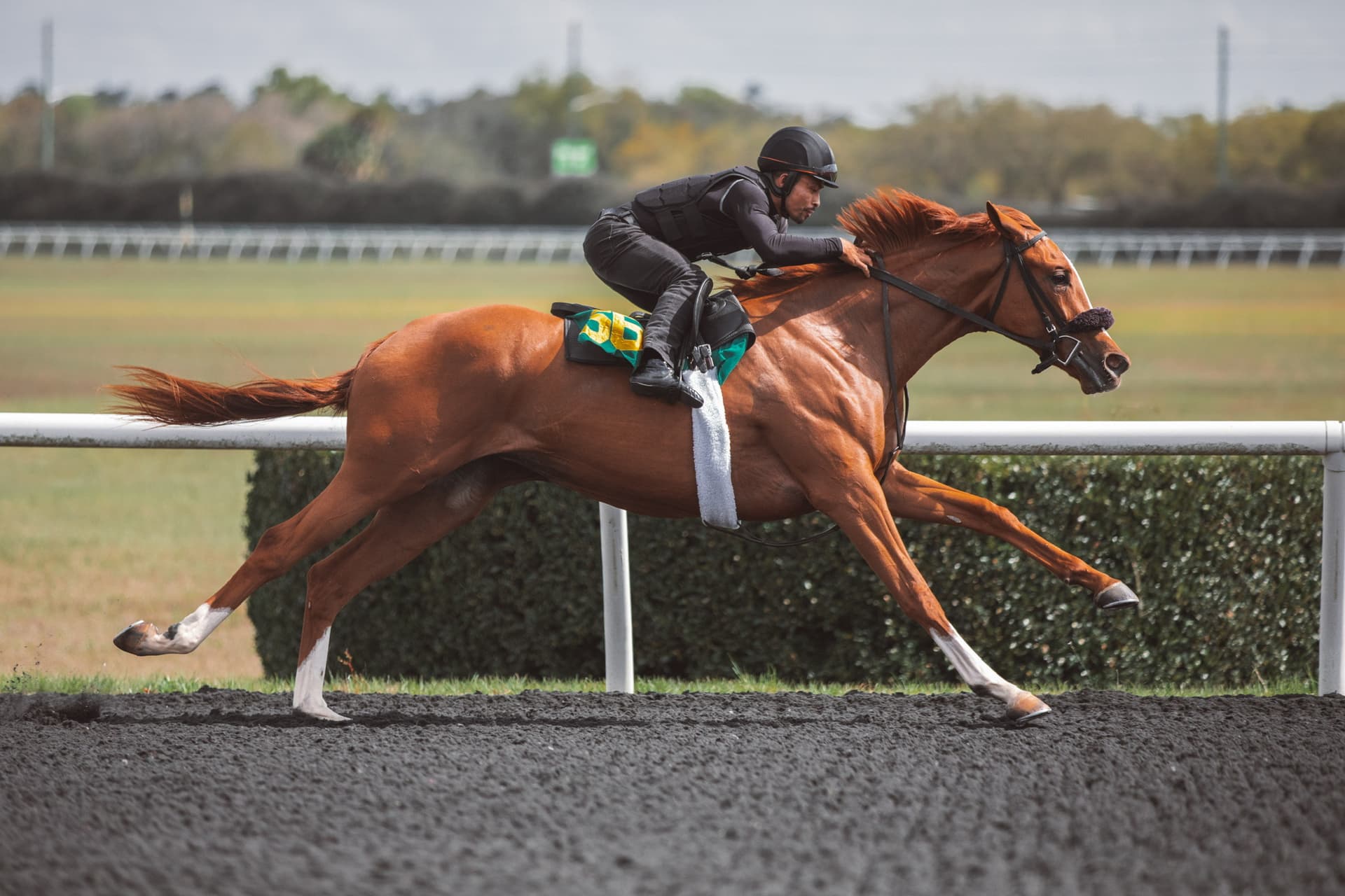 TBX | Thoroughbred Exchange